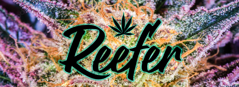 Reefer THCA | THCA & Delta 9 Edibles | Life Leaf